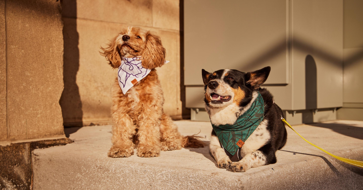 Custom Pet Tattoos – Char and Whiskers
